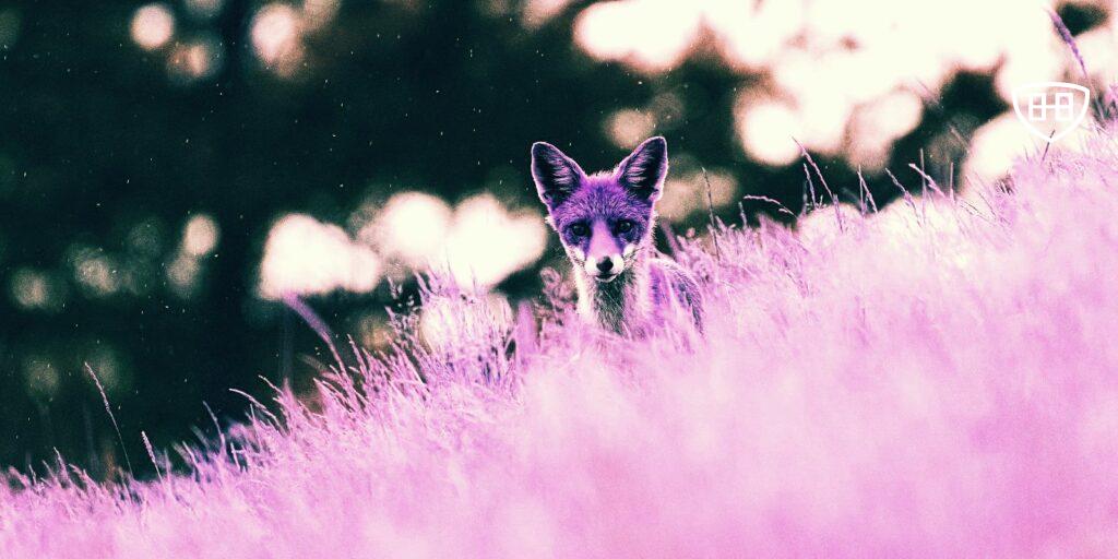 El malware Purple Fox se abre camino en los sistemas Windows expuestos ...